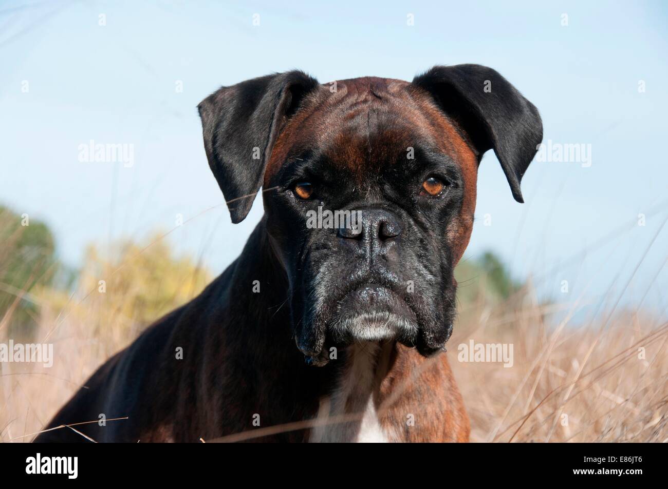 A boxer sitting Stock Photo - Alamy
