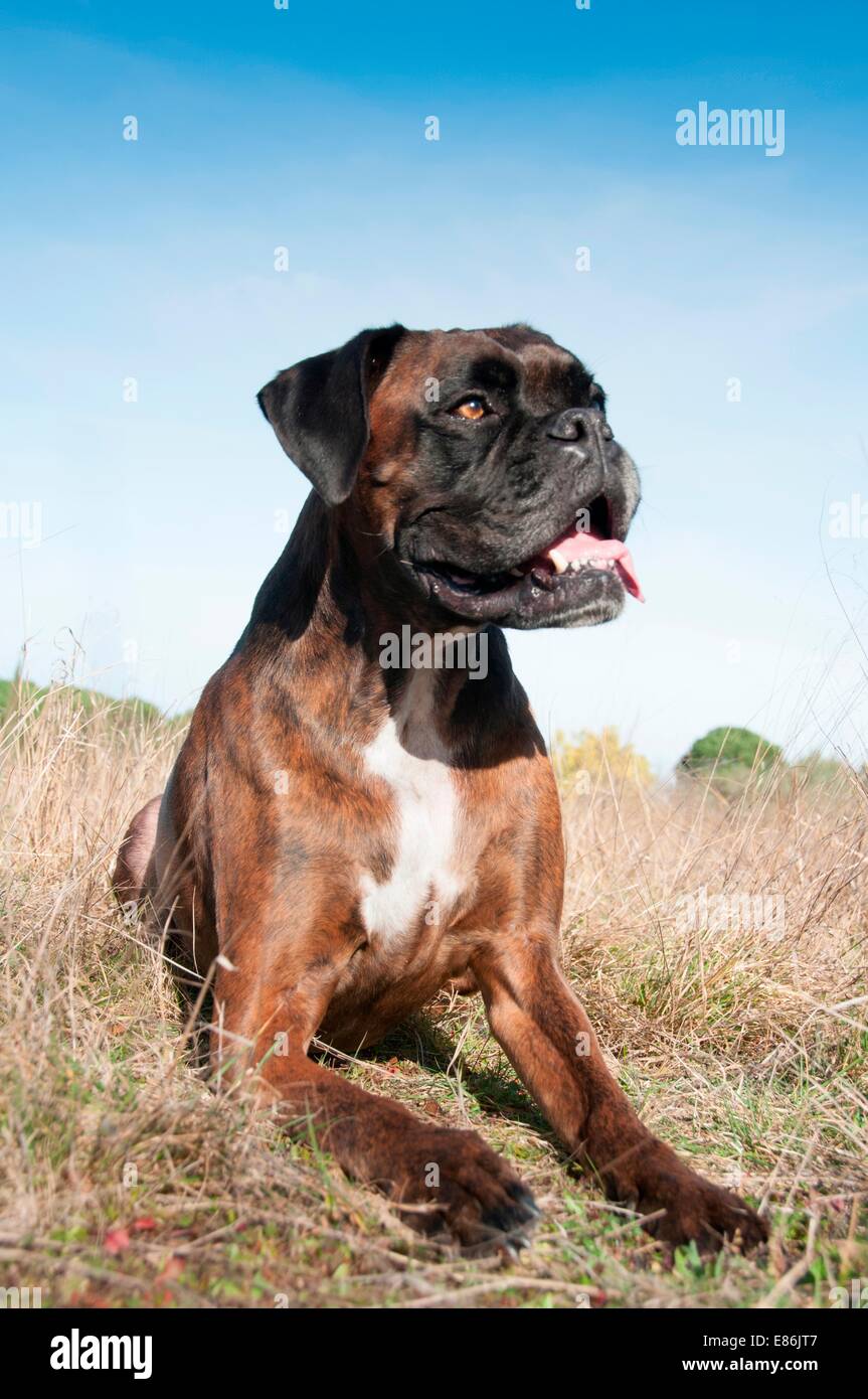 A boxer sitting Stock Photo - Alamy