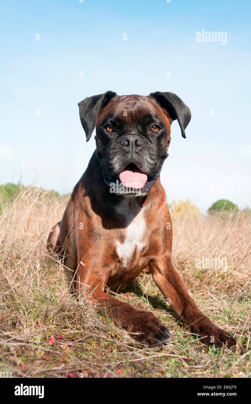 A boxer sitting Stock Photo - Alamy
