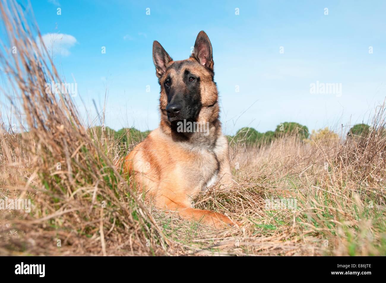 A german shepherd sitting Stock Photo - Alamy
