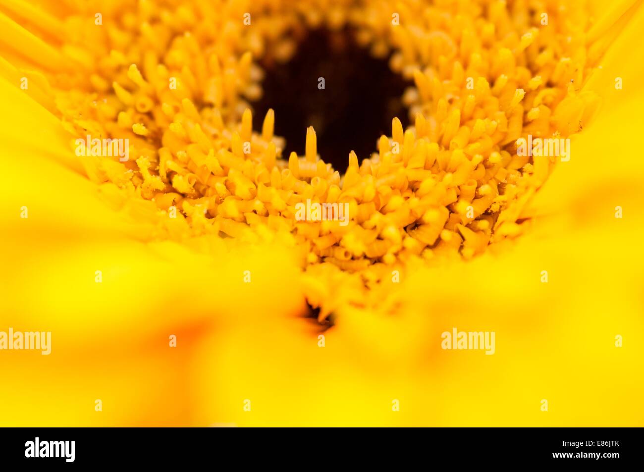A macro of a sunflower Stock Photo - Alamy