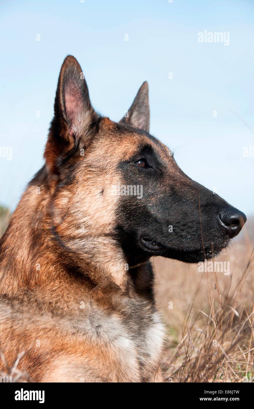 A german shepherd sitting Stock Photo - Alamy