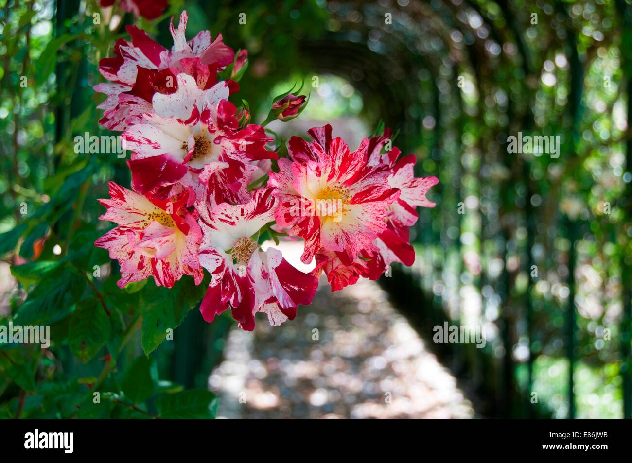 flowers on a walkway Stock Photo - Alamy