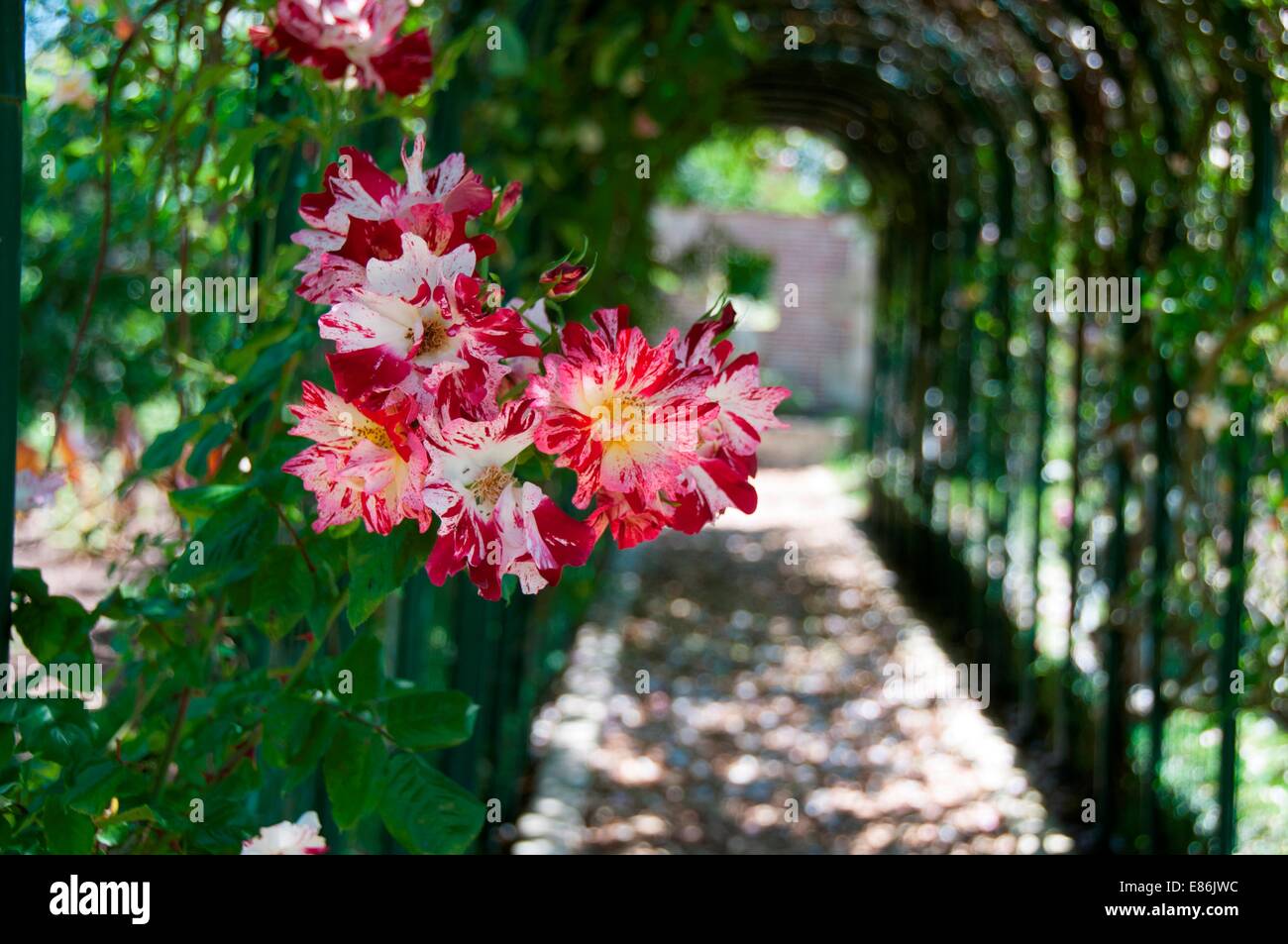 flowers on a walkway Stock Photo - Alamy