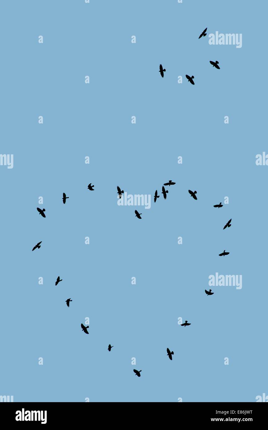 Birds flying in the shape of heart Stock Photo - Alamy