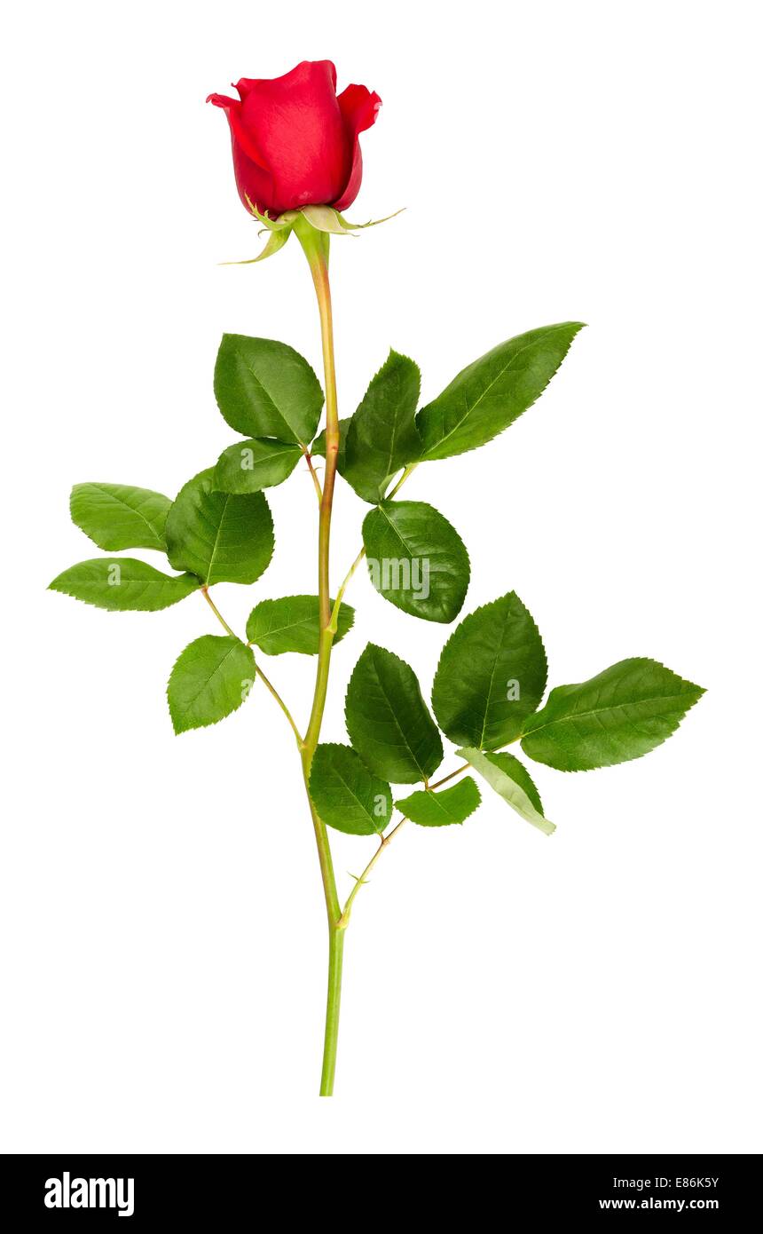 two red roses isolated on a white background Stock Photo - Alamy