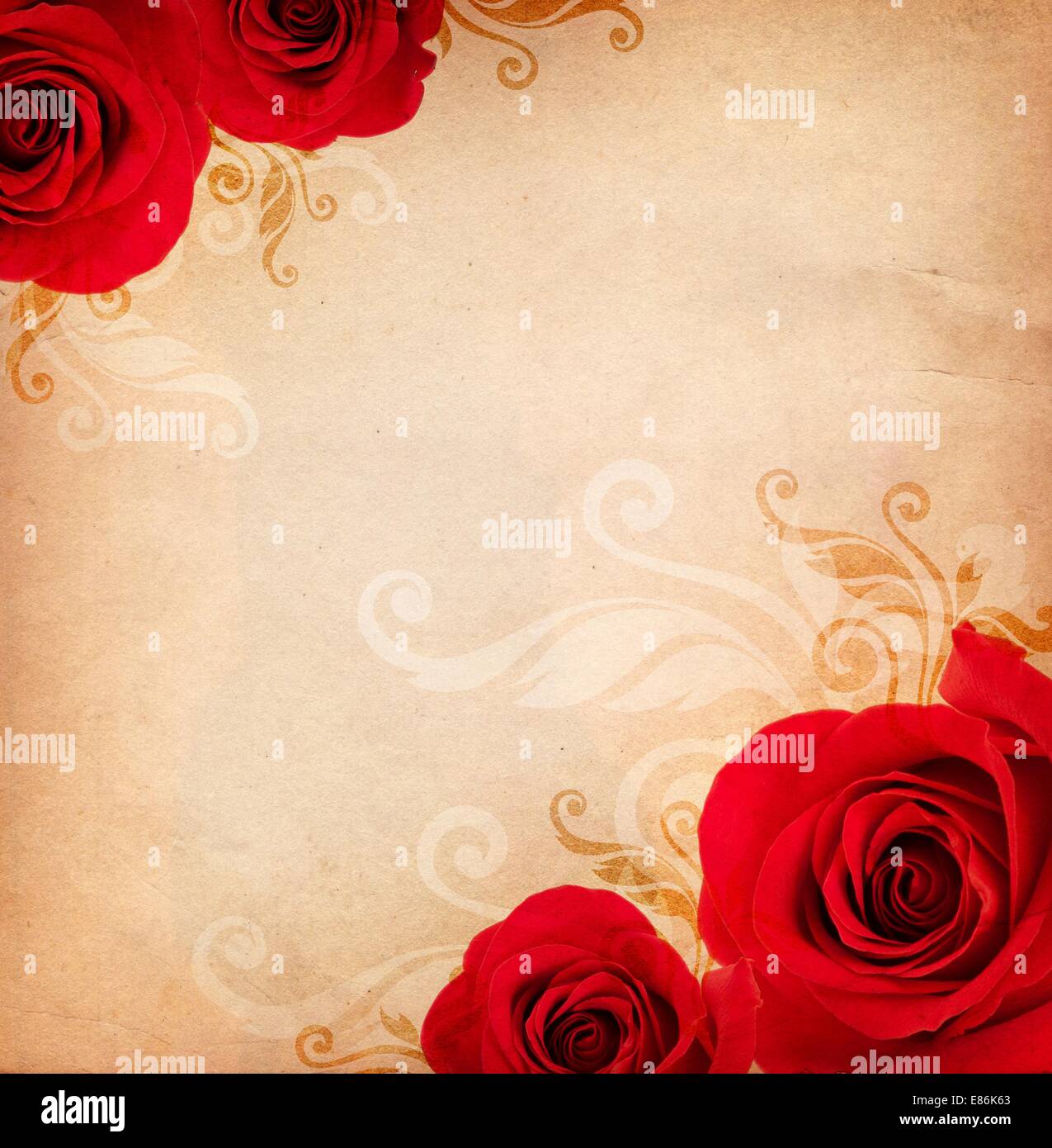 Red rose isolated on a white background Stock Photo - Alamy