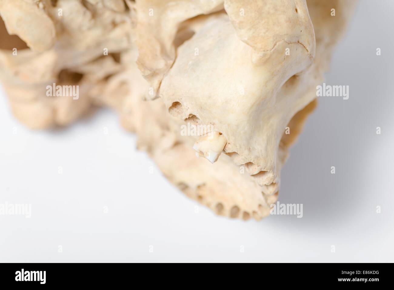 Side view of human skull jaw Stock Photo - Alamy