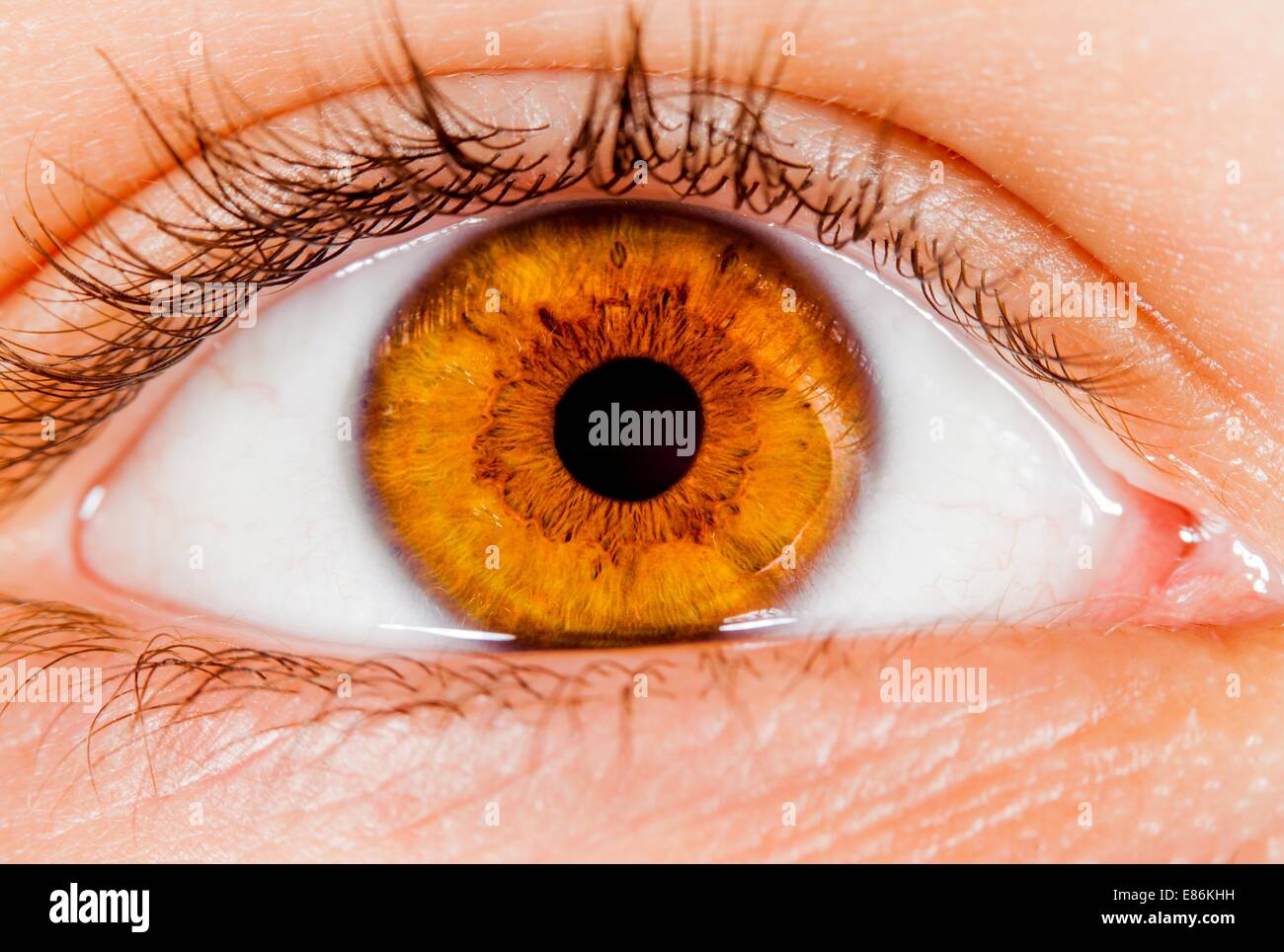 Photo Human eye close-up Stock Photo - Alamy