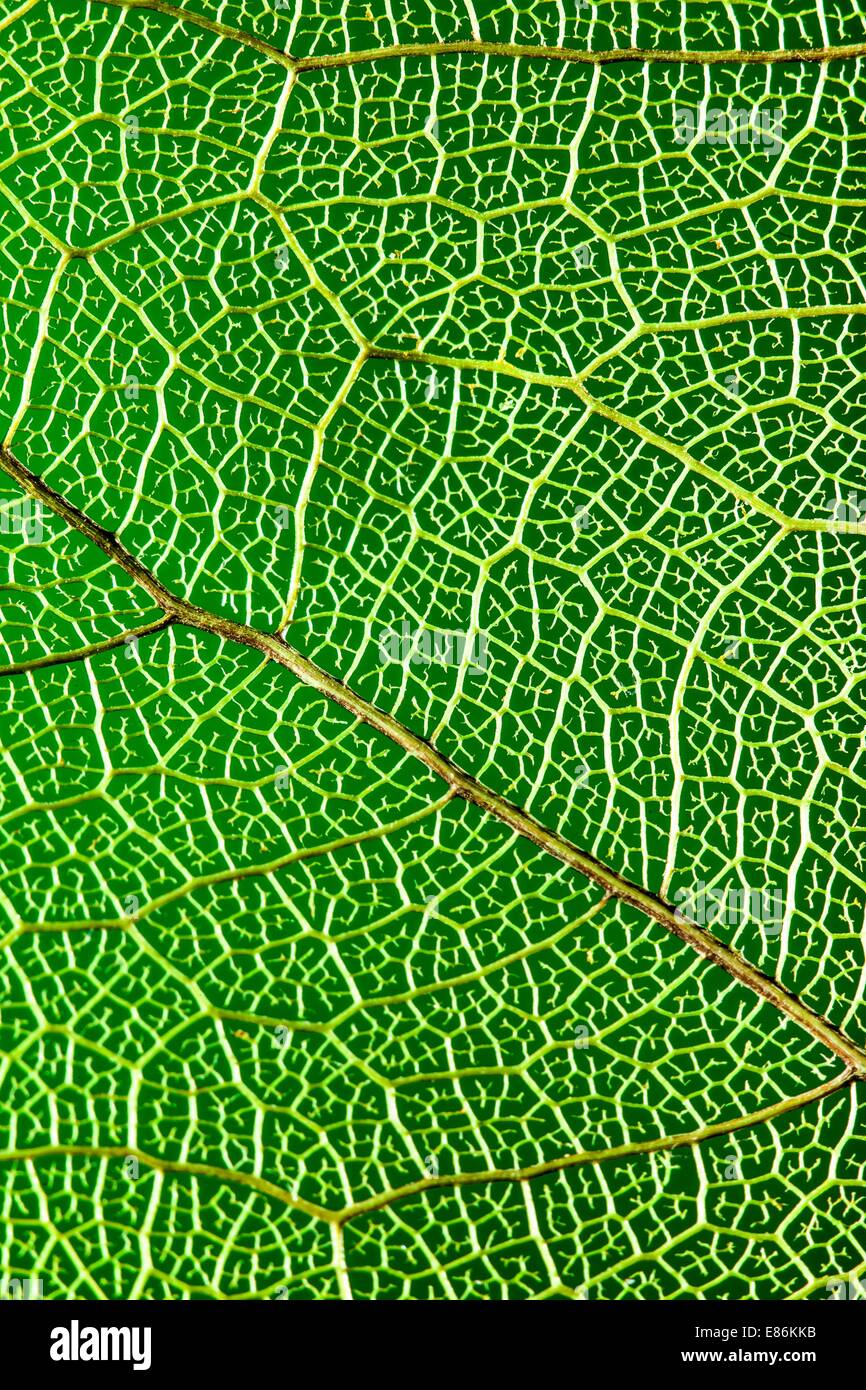 abstract background green leaf close-up Stock Photo - Alamy