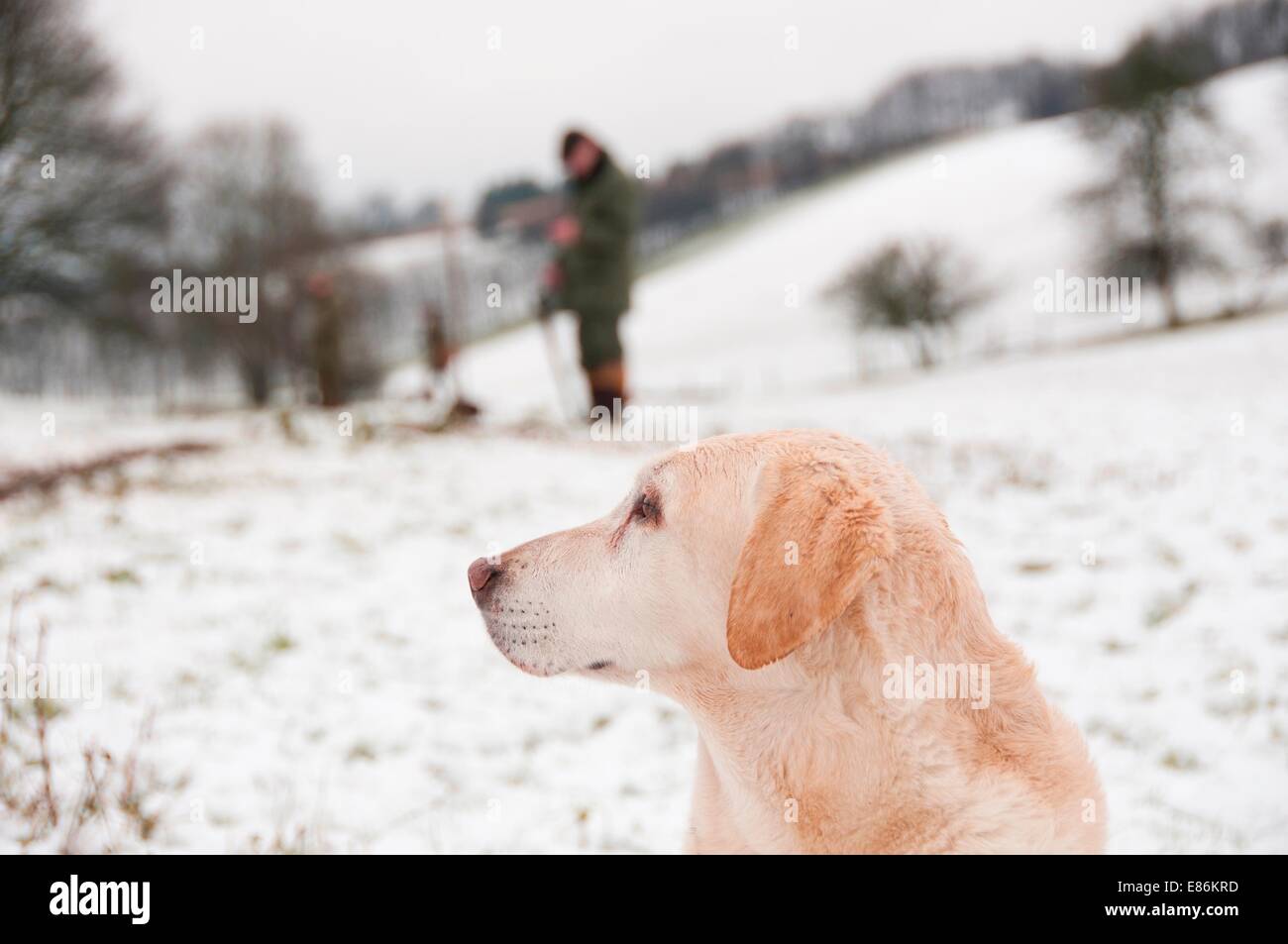 A hunting dog with its owner in the background Stock Photo - Alamy