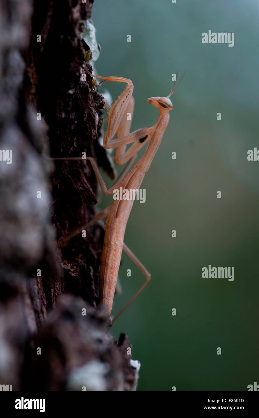 A artistic shot of a praying mantis Stock Photo - Alamy