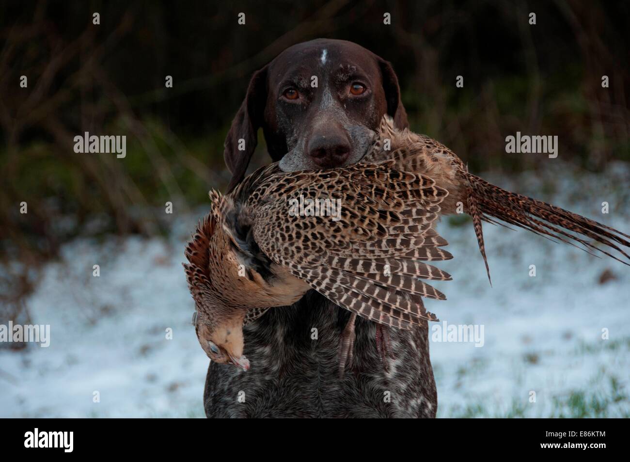 Bright background family silhouettes hi-res stock photography and ...
