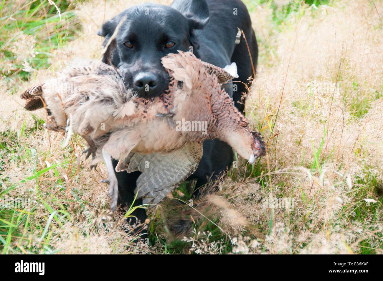 03c92495 hi-res stock photography and images - Alamy