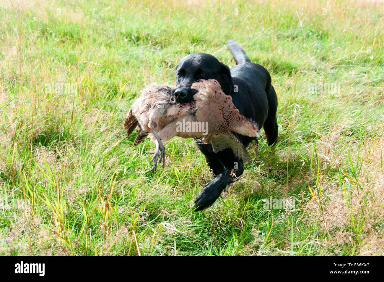 Labrador retriever dead pheasant hi-res stock photography and images ...