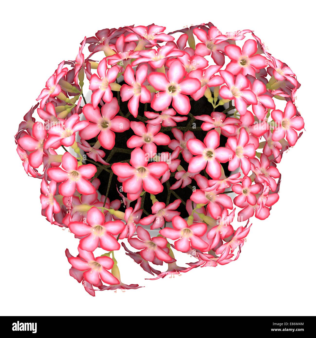 top view of pink flowers in pot isolated on white background Stock ...