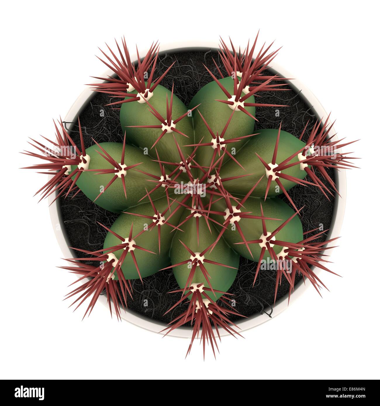 top view of cactus in pot isolated on white background Stock Photo - Alamy