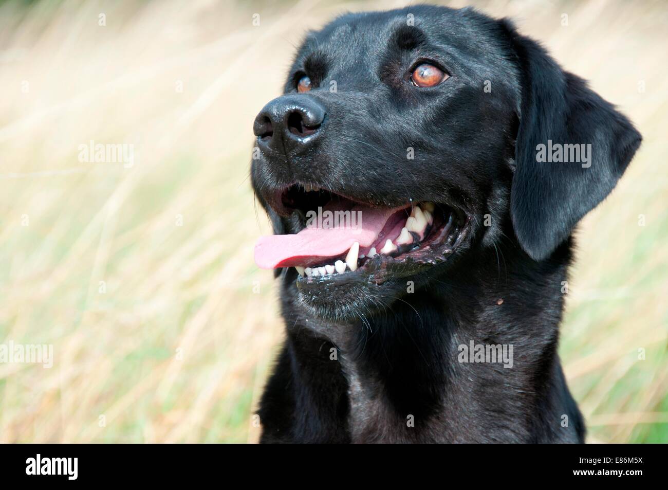 A dog looking off into the distance Stock Photo - Alamy