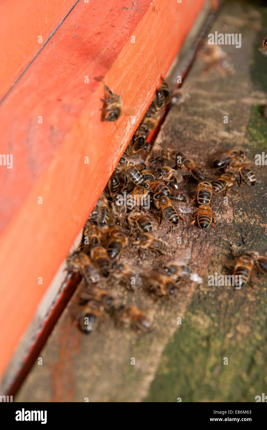 A close-up of a bee hive Stock Photo - Alamy
