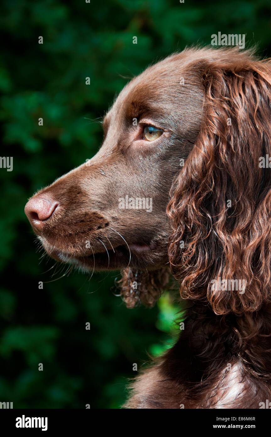 A close-up of a dog looking into the distance Stock Photo - Alamy