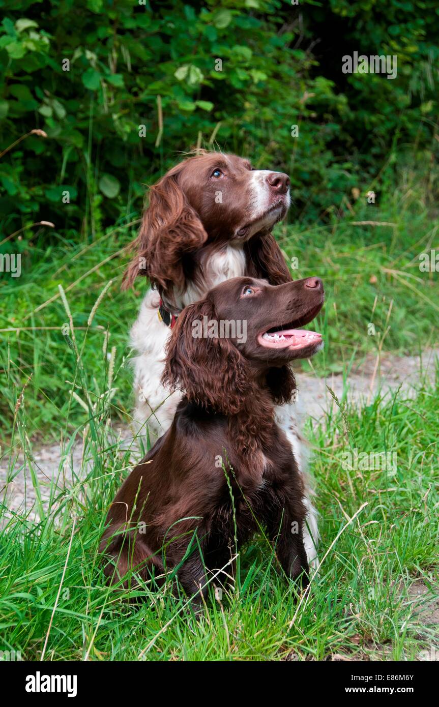Liver white springer spaniel puppies hi-res stock photography and ...