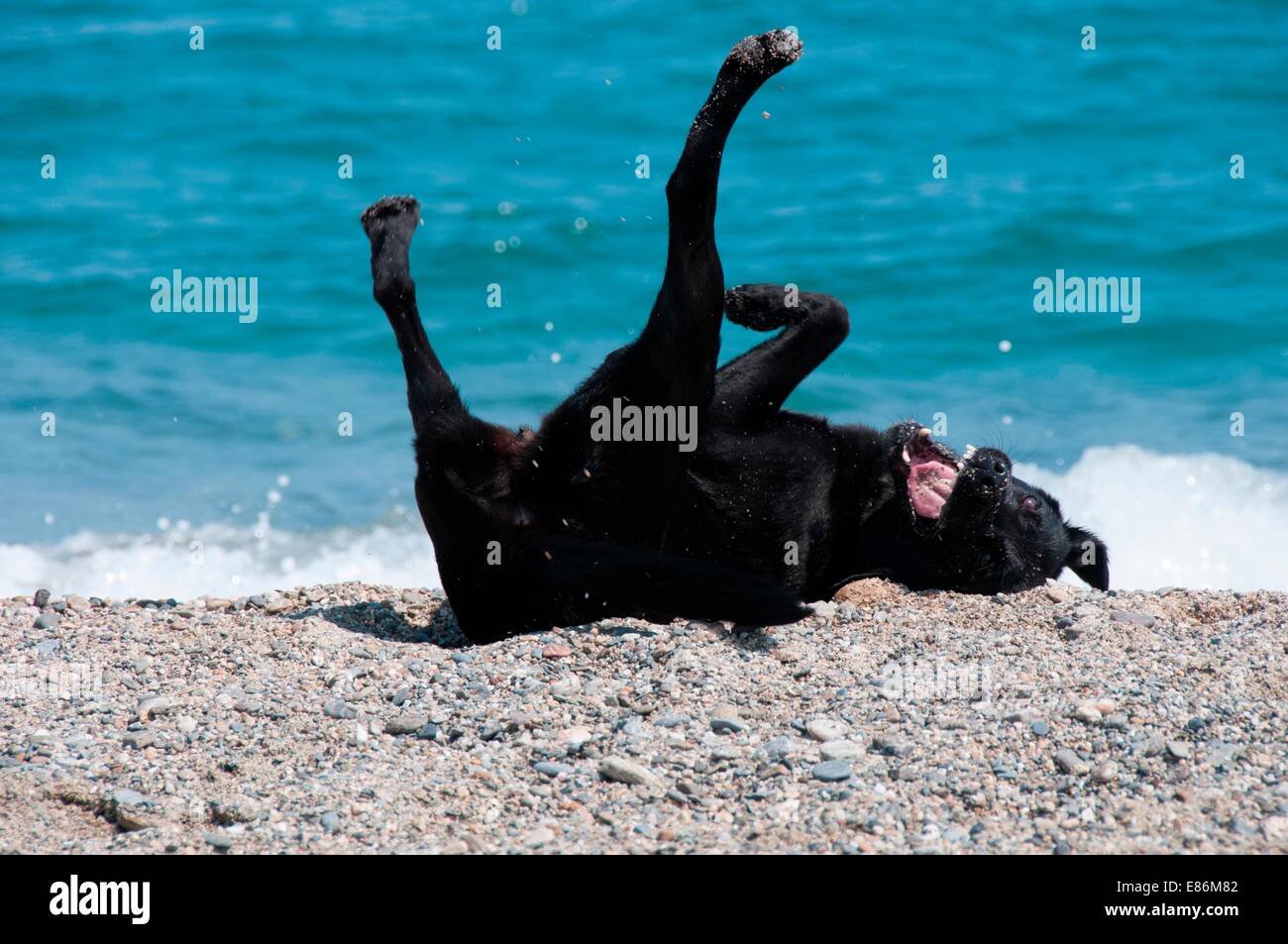 Black labrador in the surf hi-res stock photography and images - Alamy