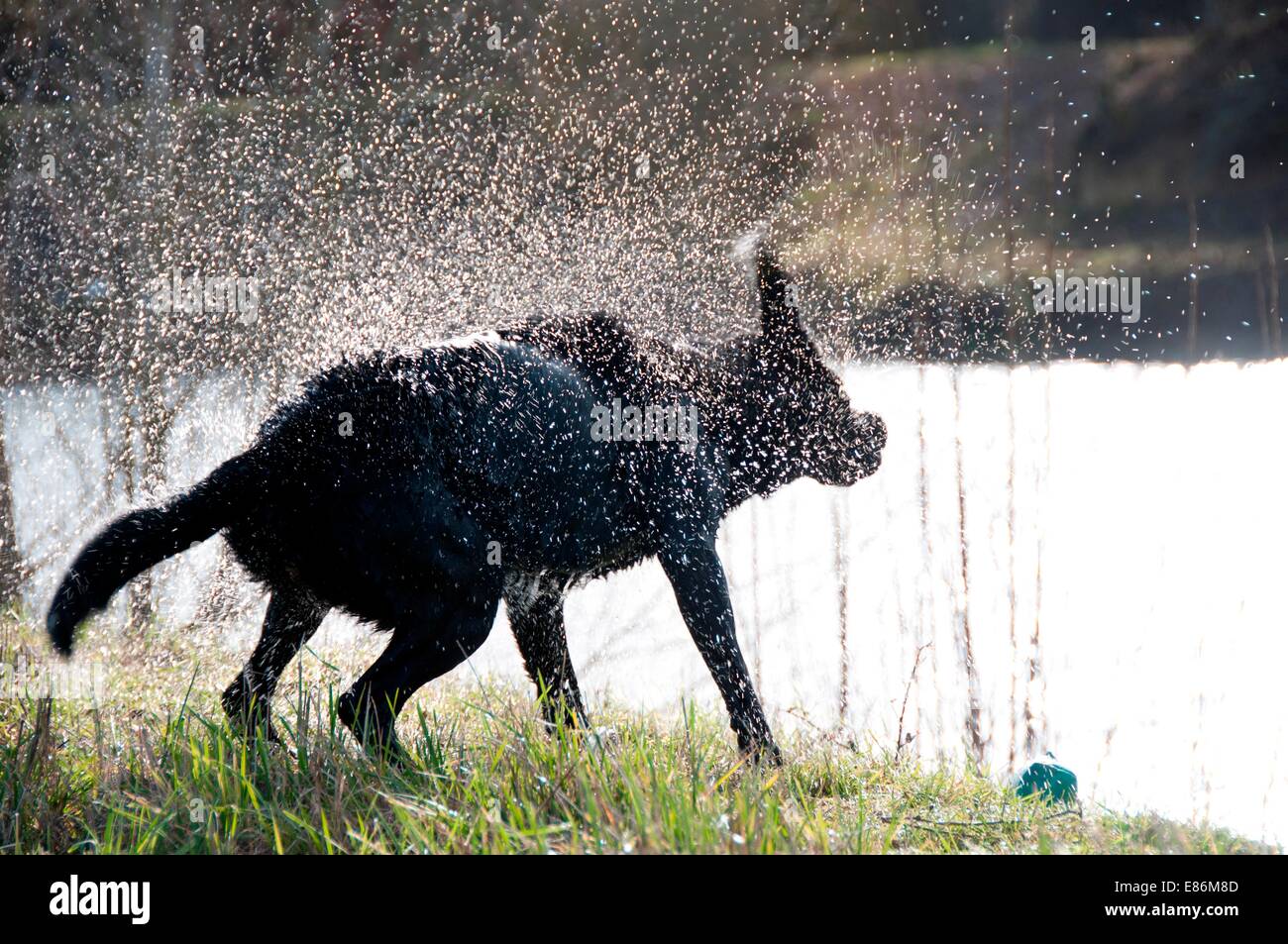 A dog shaking to get dry Stock Photo - Alamy
