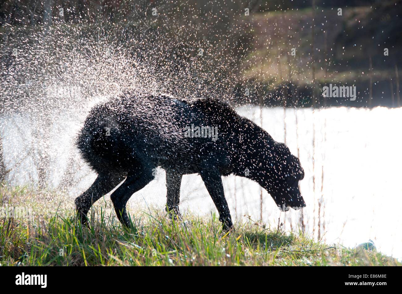 A dog shaking to get dry Stock Photo - Alamy