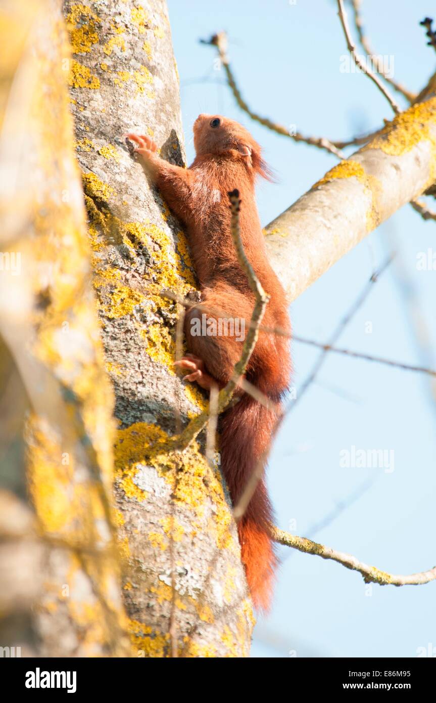 A red squirrel climbing a tree Stock Photo - Alamy