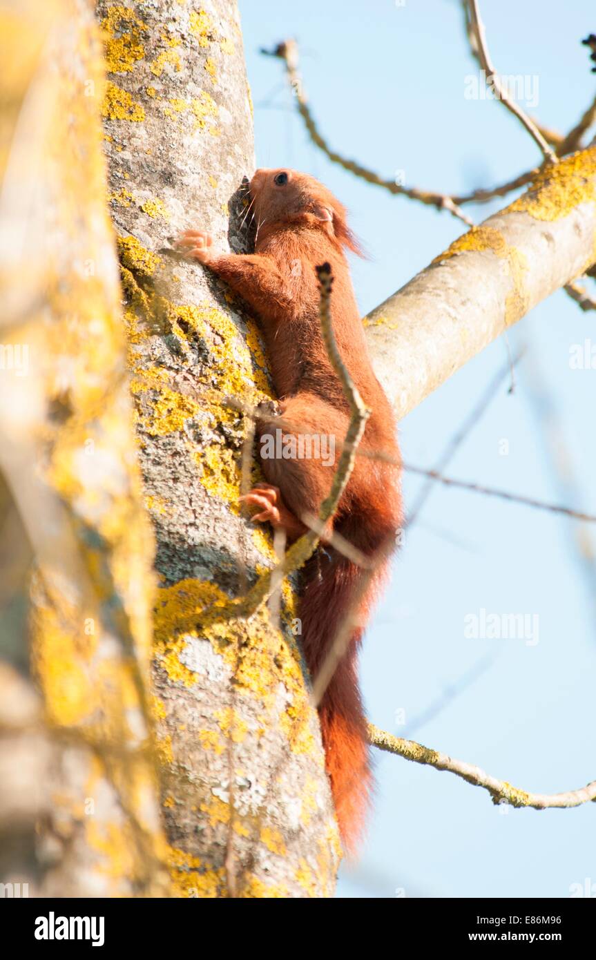 A red squirrel climbing a tree Stock Photo - Alamy
