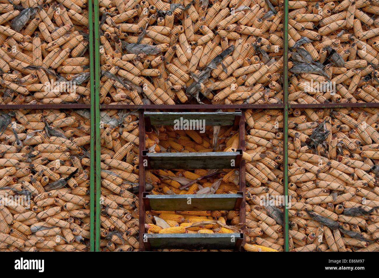 Farmer feeding cattle corn hi-res stock photography and images - Alamy