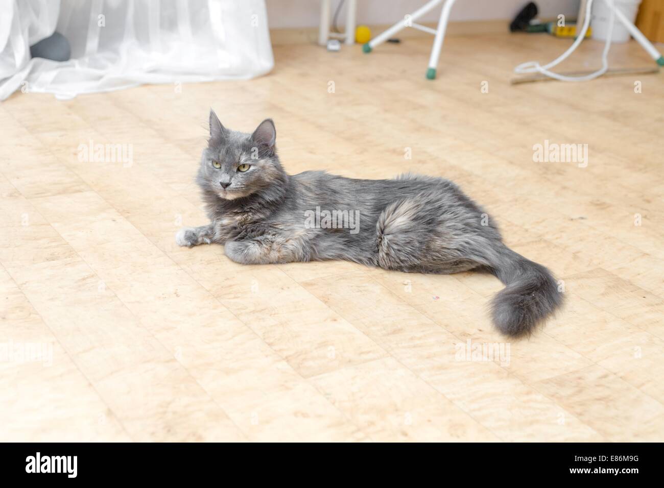 Odd cat hi-res stock photography and images - Alamy