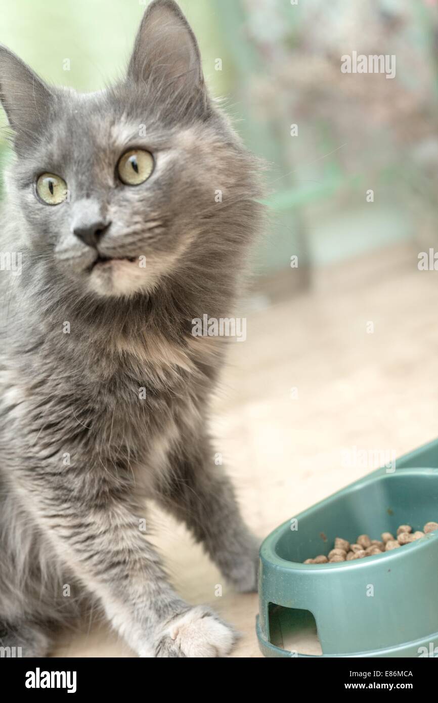 Cat Eating Food Stock Photo - Alamy