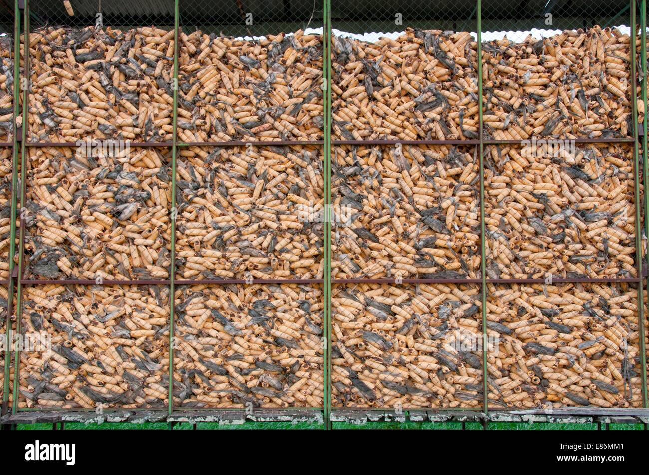 Farmer feeding cattle corn hi-res stock photography and images - Alamy