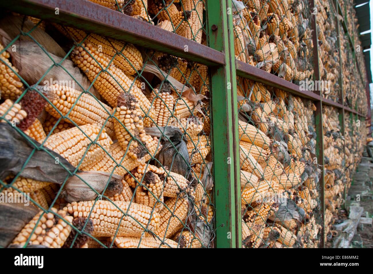 Farmer feeding cow grain hi-res stock photography and images - Alamy