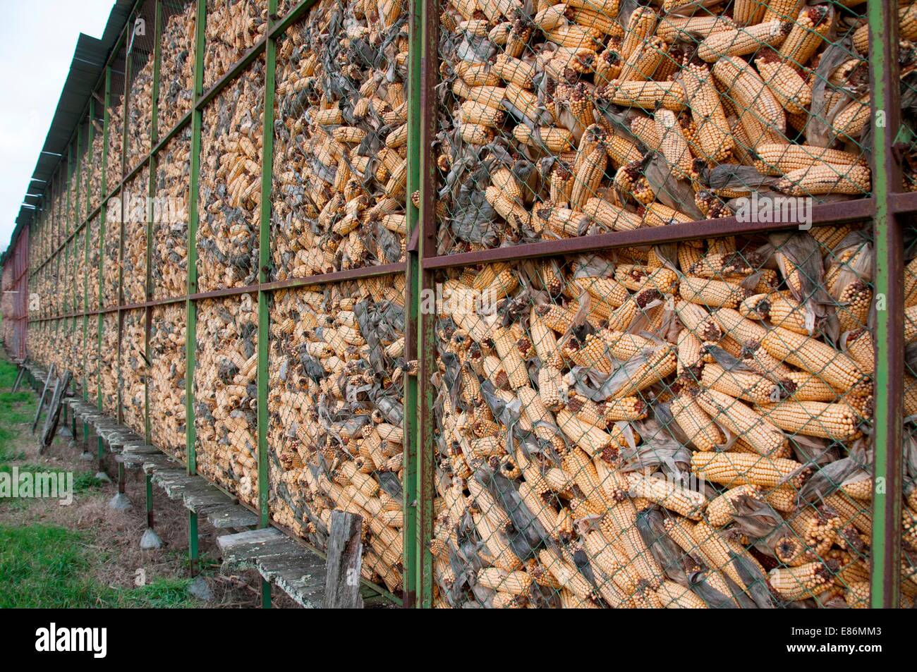 Farmer feeding cattle corn hi-res stock photography and images - Alamy