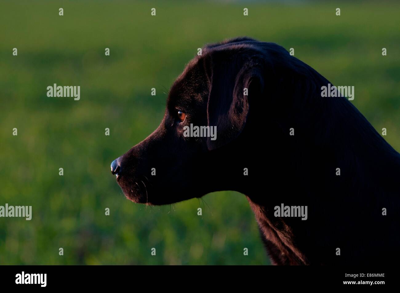 A close-up of a dogs head Stock Photo - Alamy