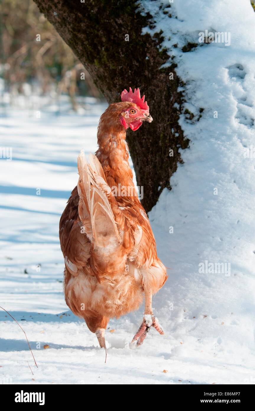 Lohmann chicken hi-res stock photography and images - Alamy