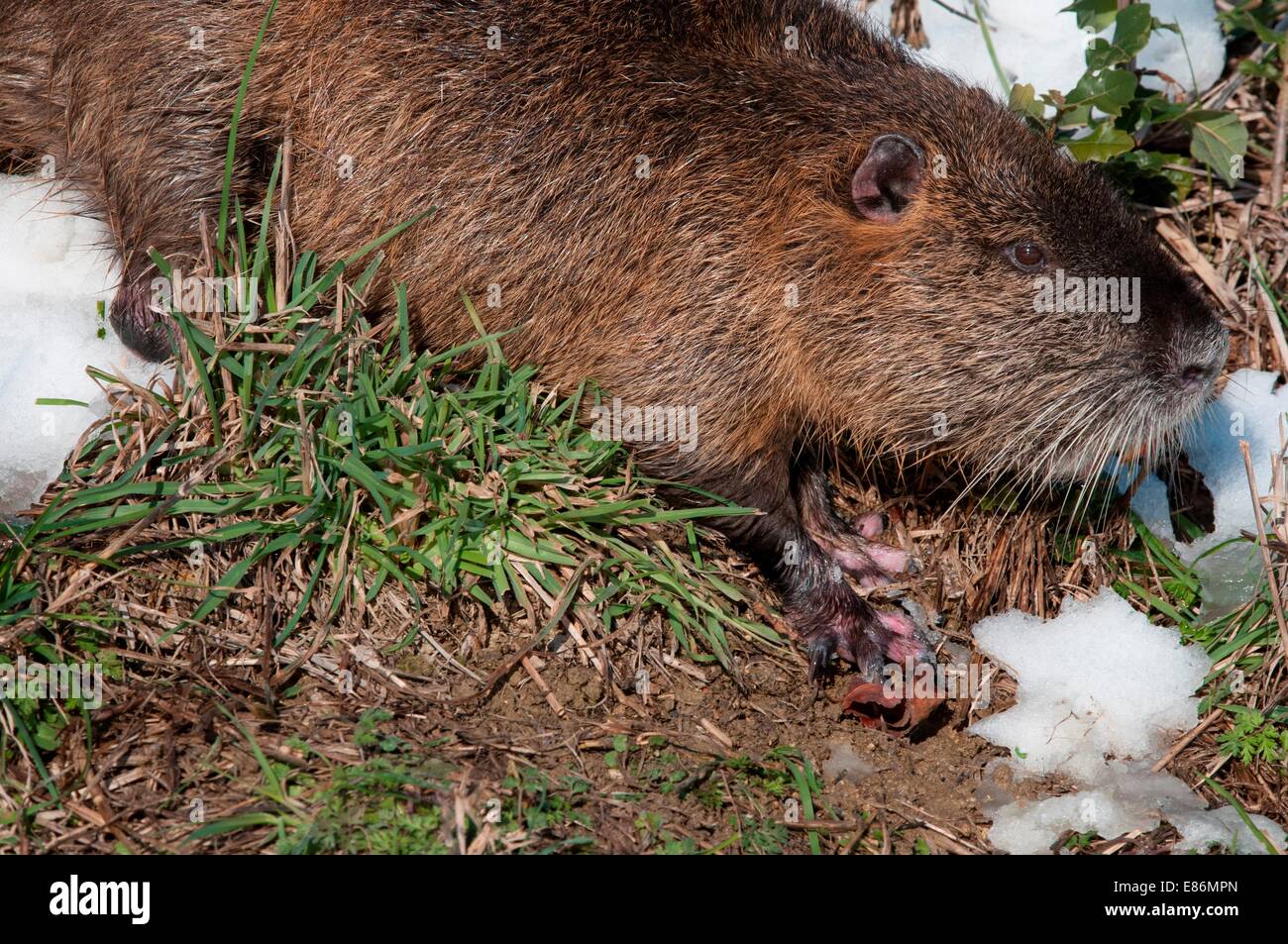 03c92673 hi-res stock photography and images - Alamy