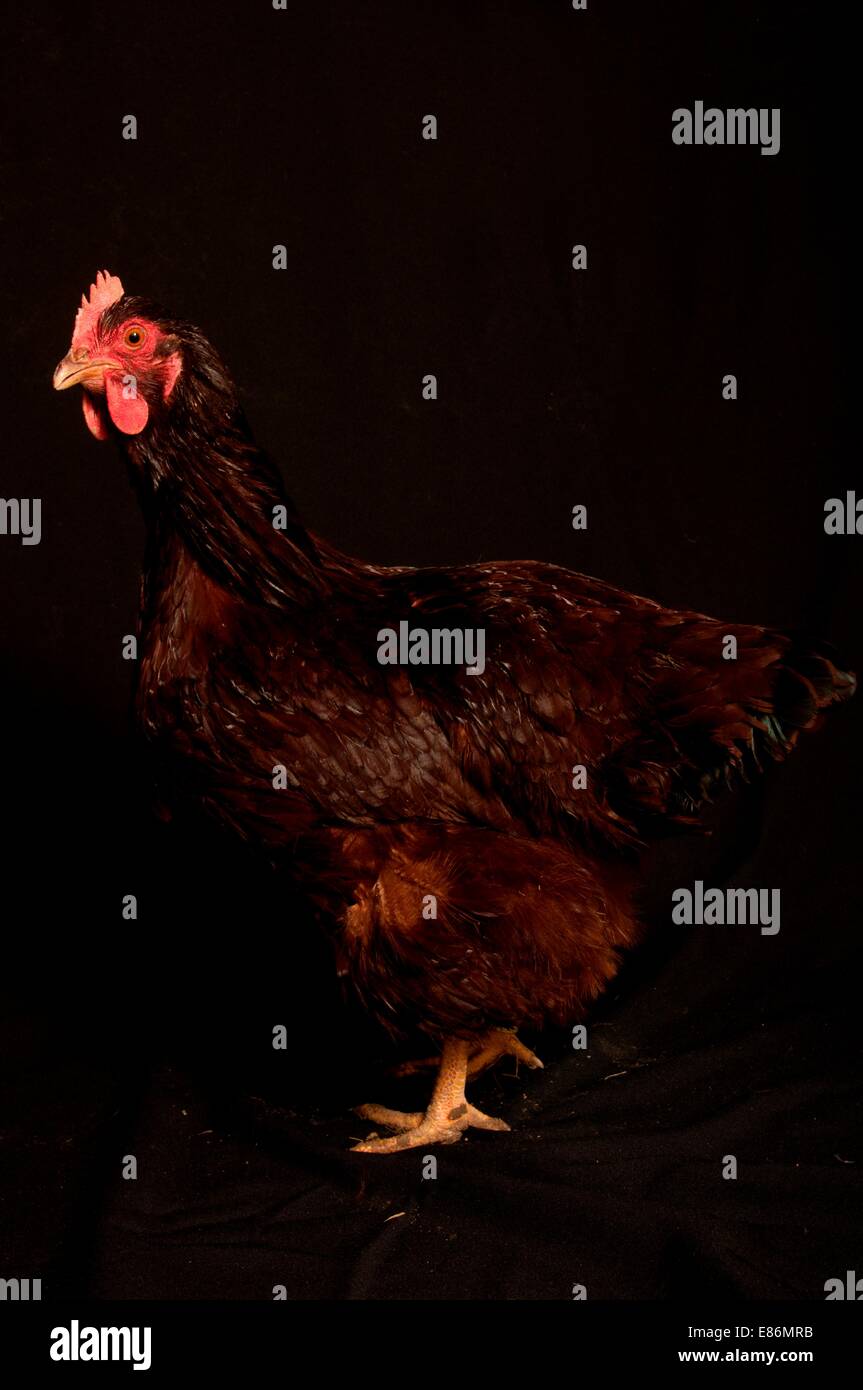 A portrait of a show chicken, isolated on a black background Stock ...