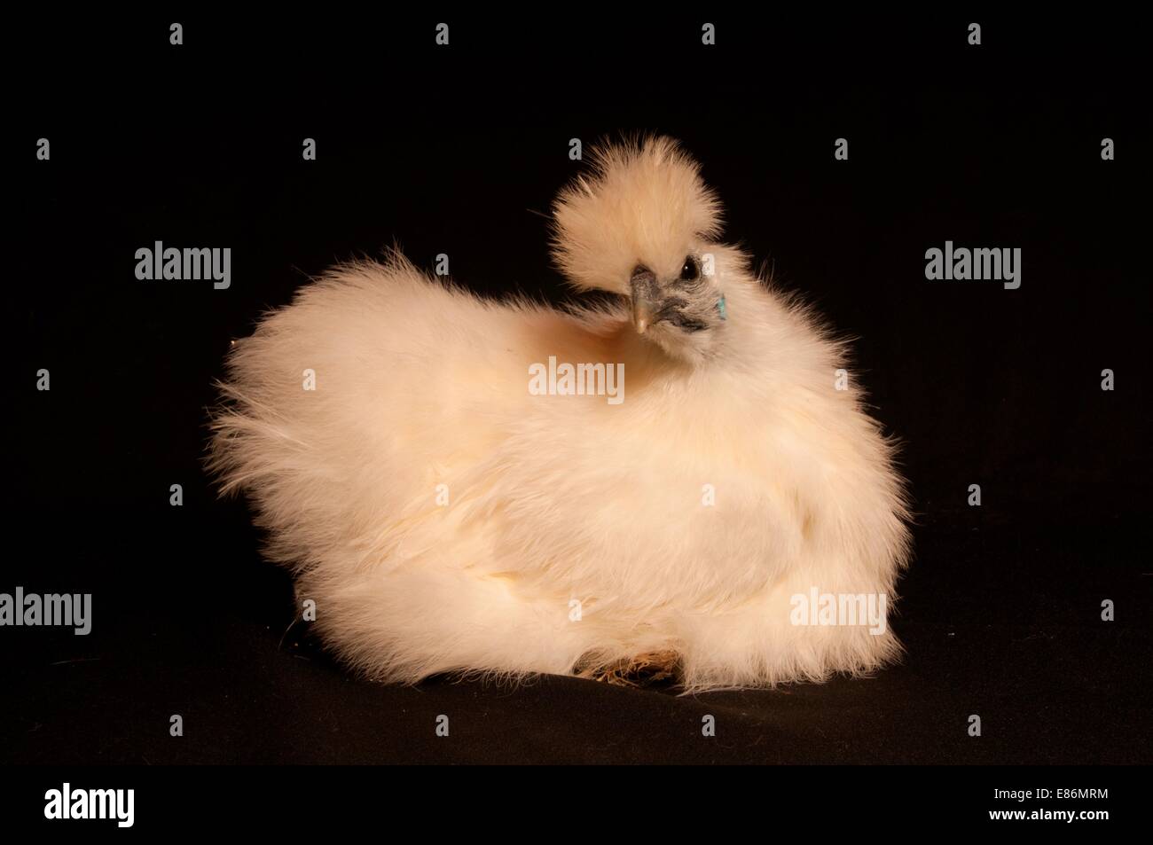 A portrait of a show chicken, isolated on a black background Stock ...