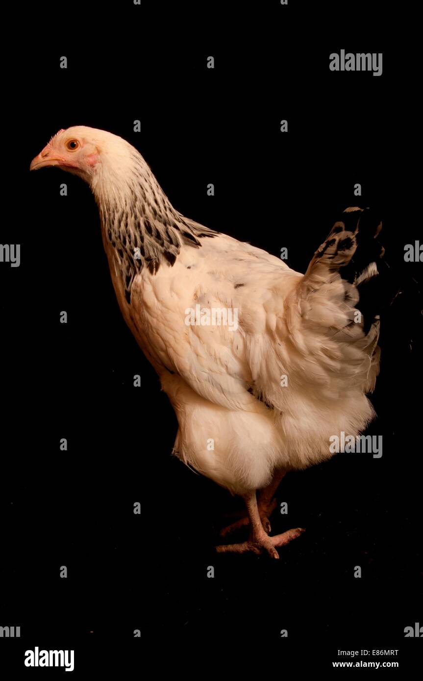 A portrait of a show chicken, isolated on a black background Stock ...