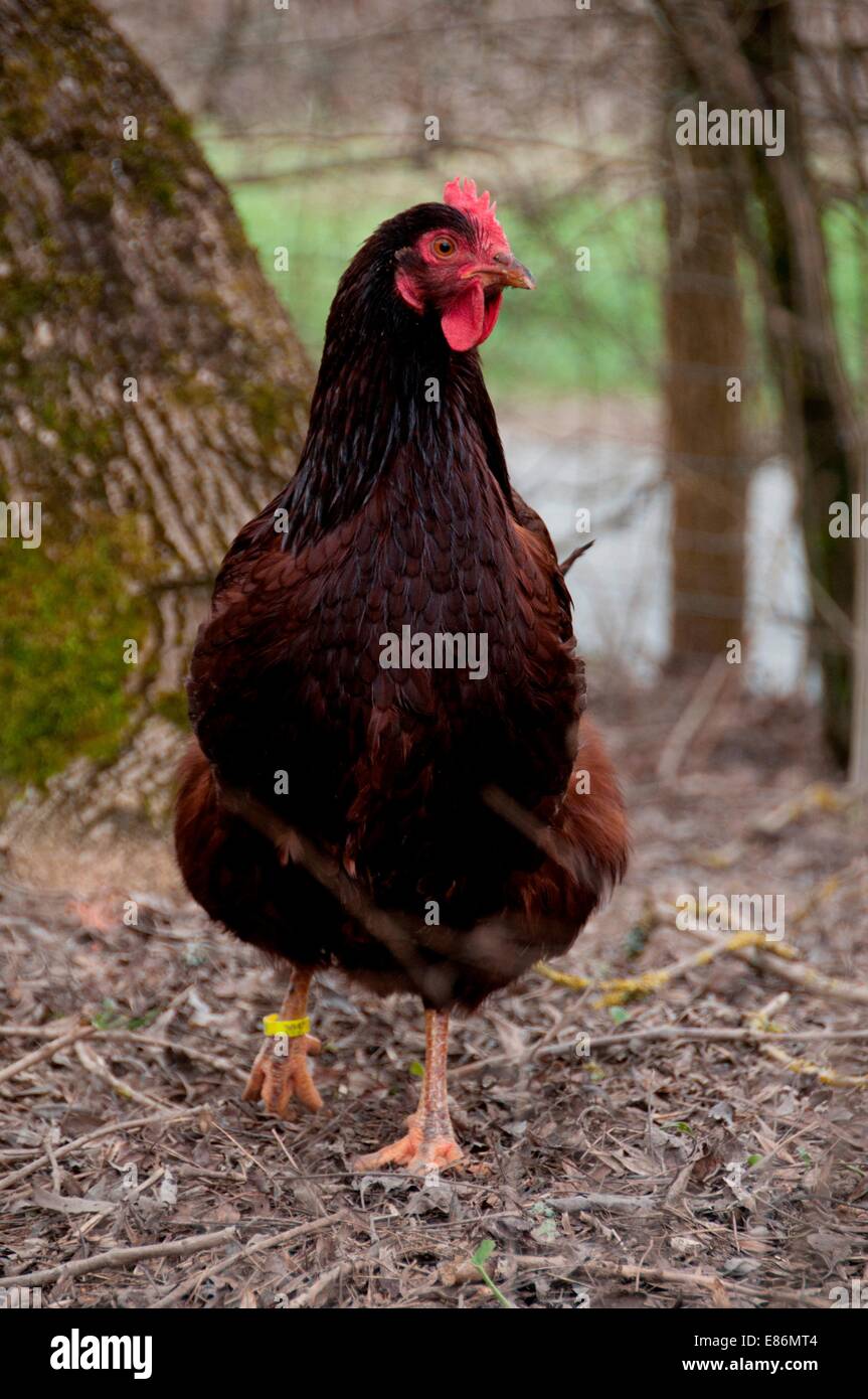 A chicken on a farm Stock Photo - Alamy