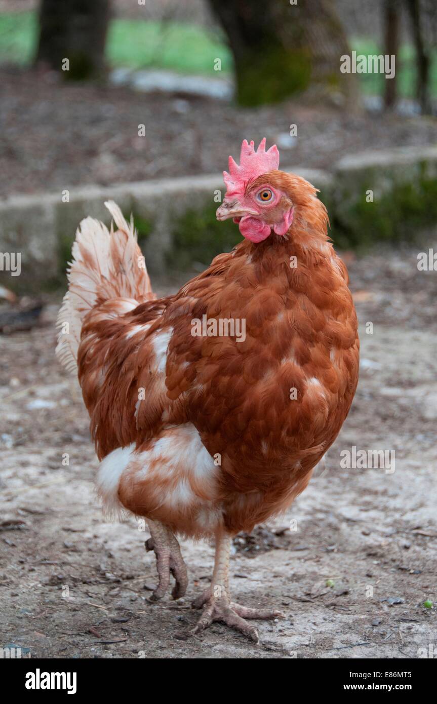 A chicken on a farm Stock Photo - Alamy