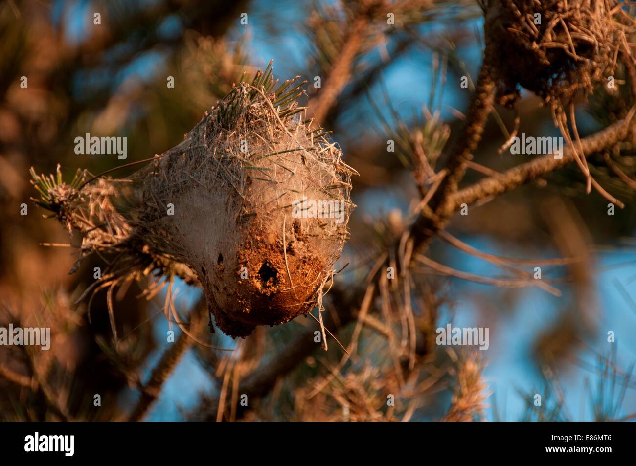cacoon in a tree Stock Photo - Alamy