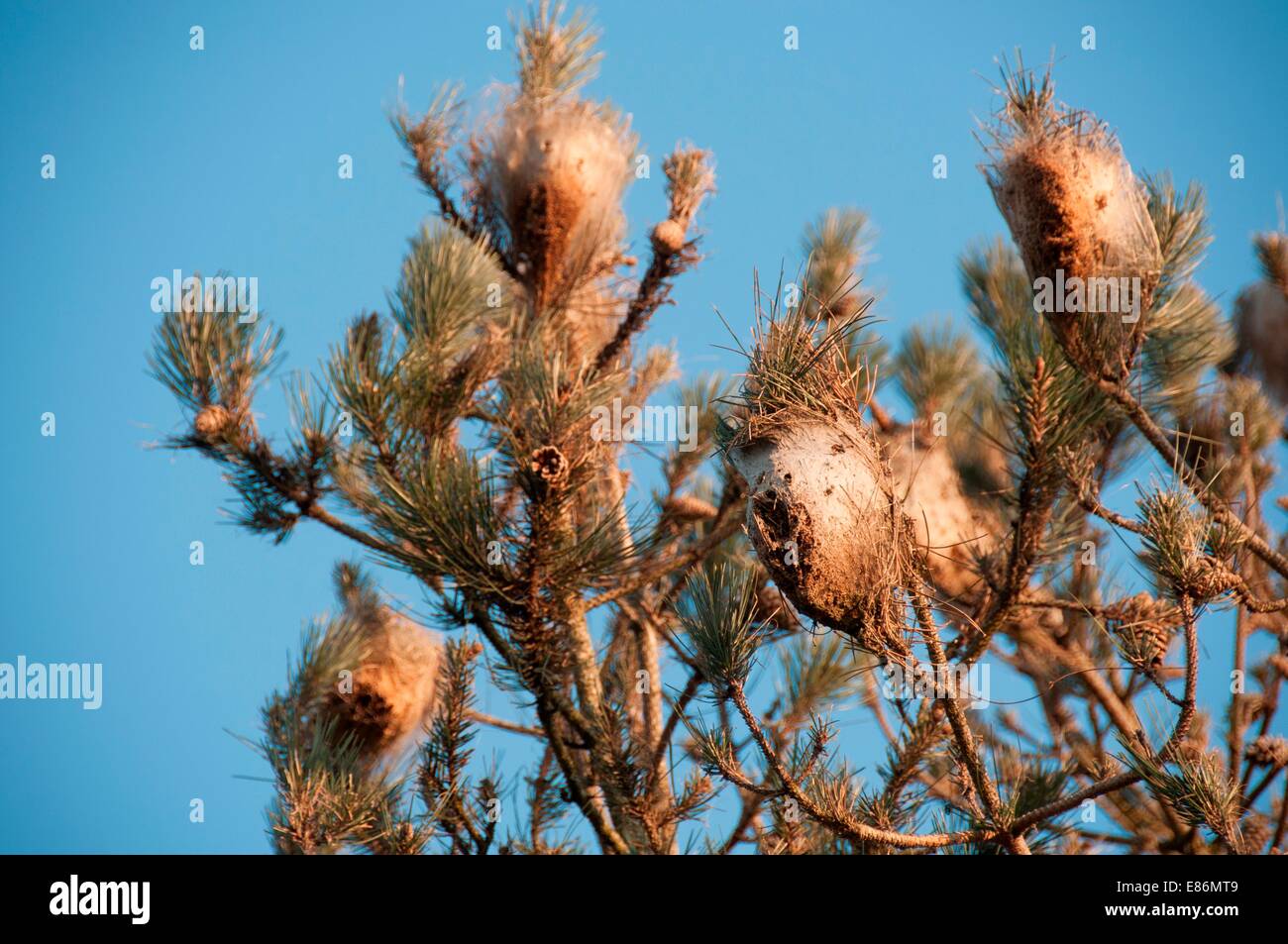cacoon in a tree Stock Photo - Alamy