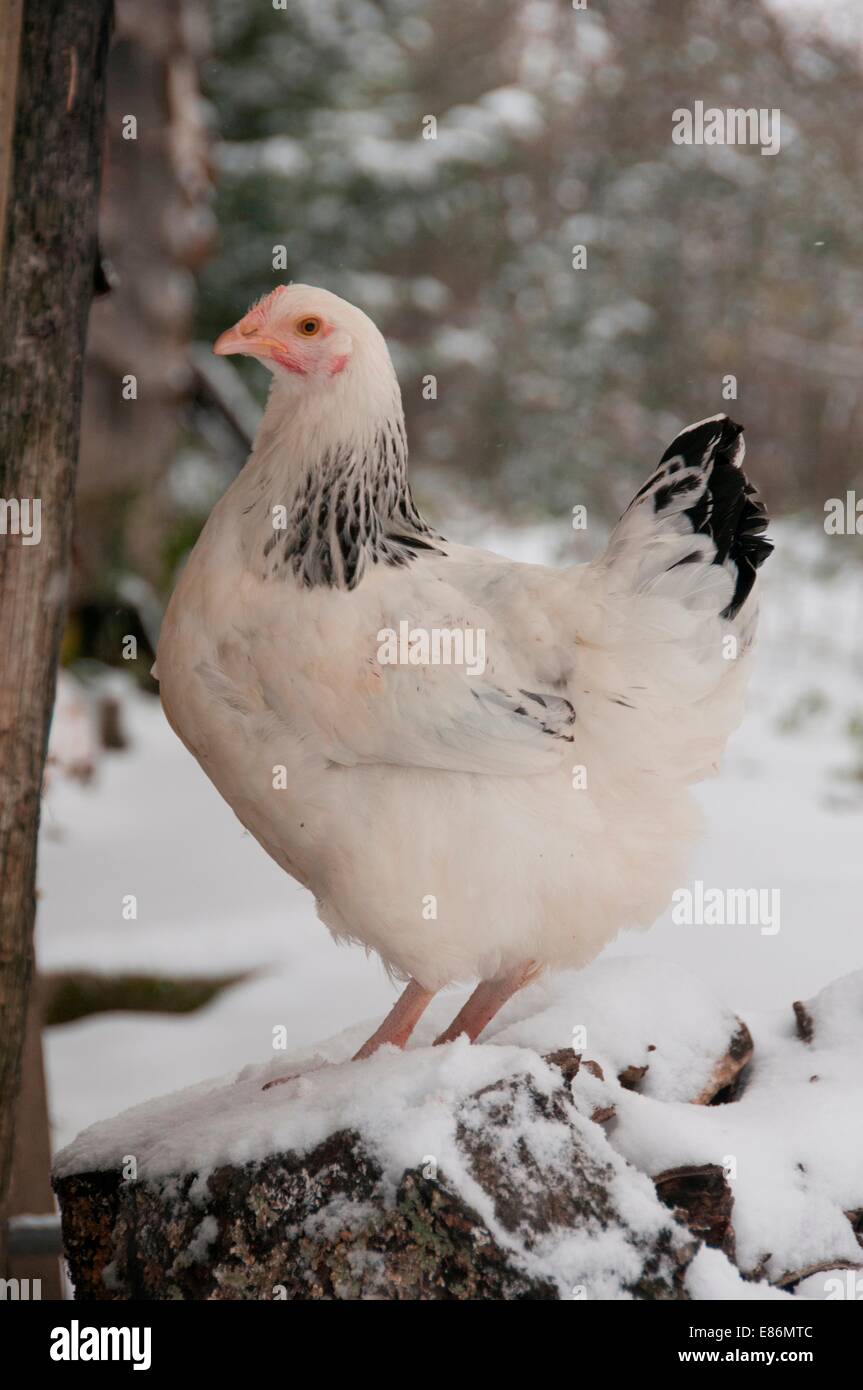 A chicken on a snowy farm Stock Photo - Alamy
