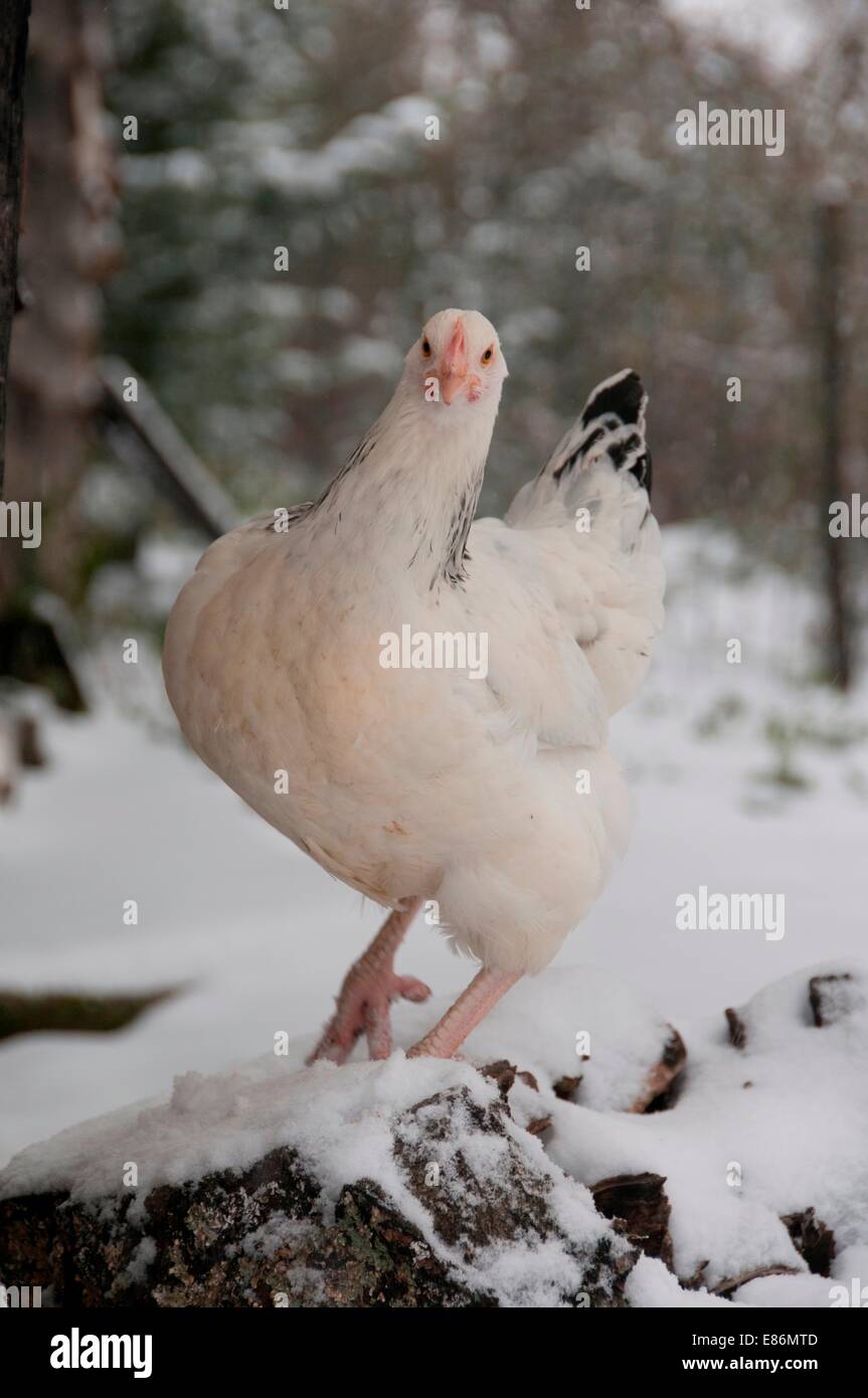 A chicken on a snowy farm Stock Photo - Alamy