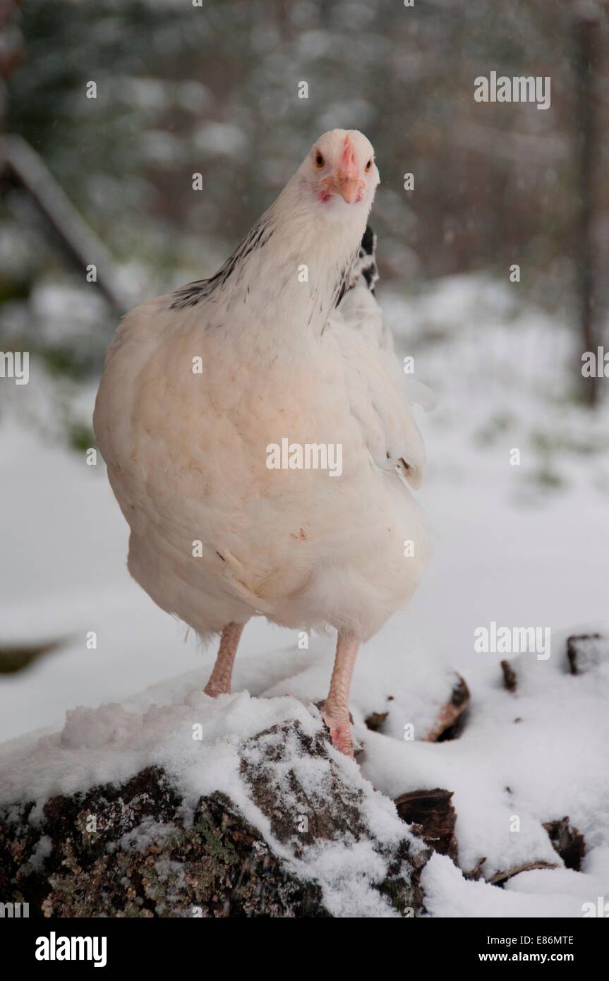 Pure bred chicken hi-res stock photography and images - Alamy