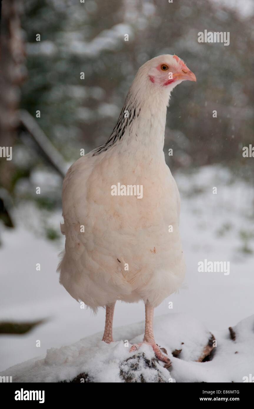 A chicken on a snowy farm Stock Photo - Alamy